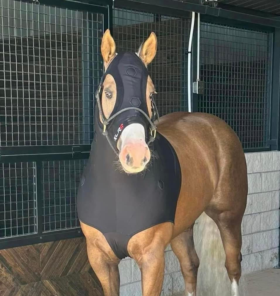 Velocity – XLR8 Equine Canada